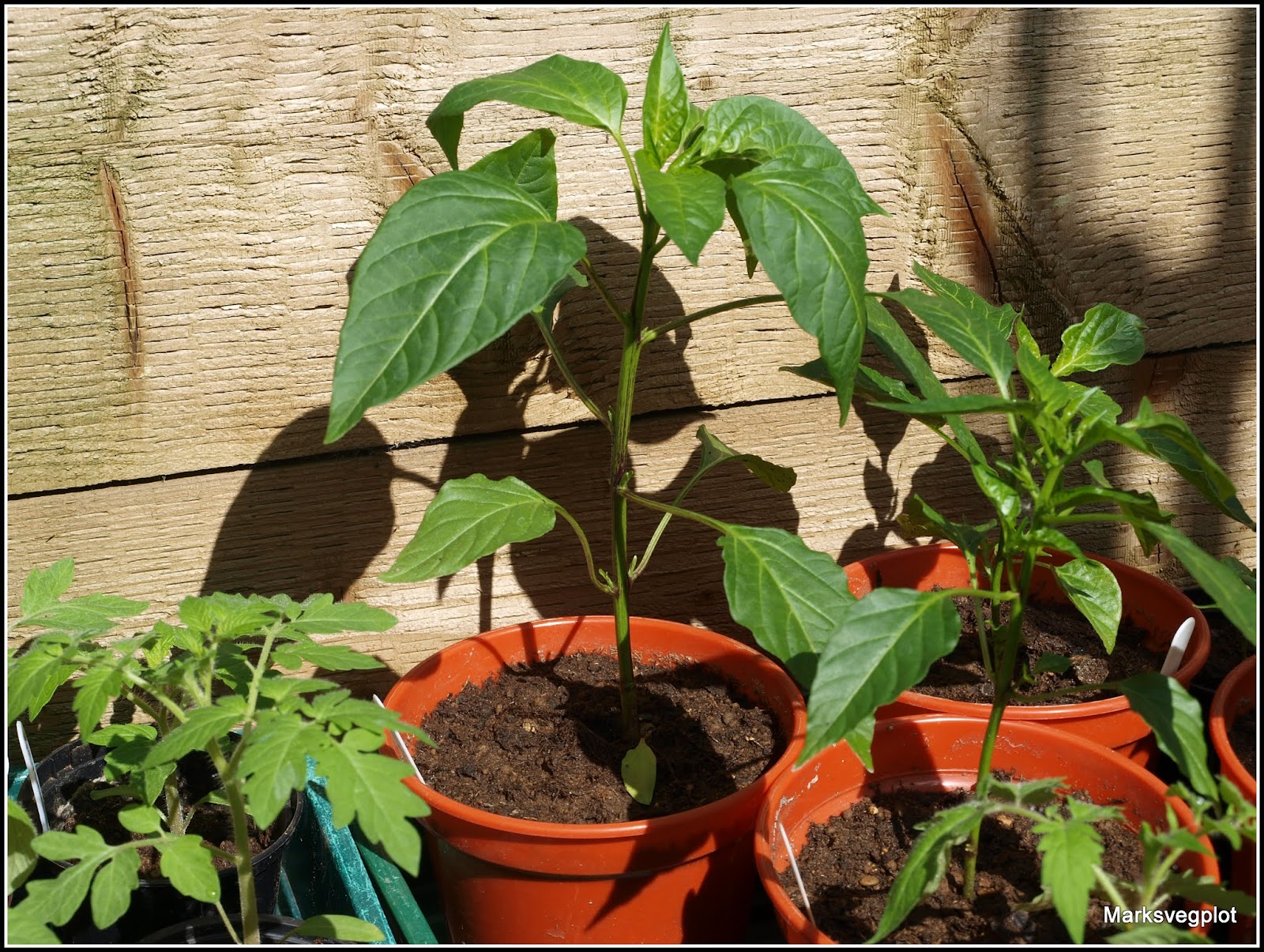Mark's Veg Plot: Tomatoes and chillis