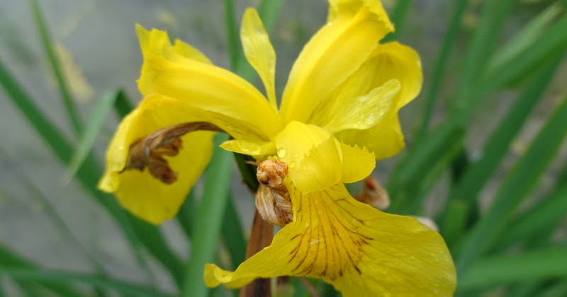 .: Les fleurs de glais.