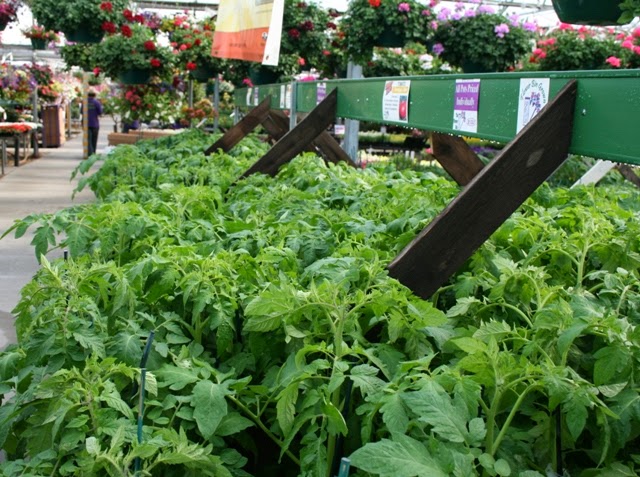 The Flower Bin: Growing grafted tomatoes