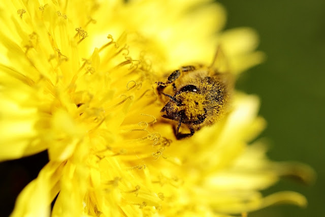 La Familia de la Apicultura - The Beekeeping of Family: Polinización