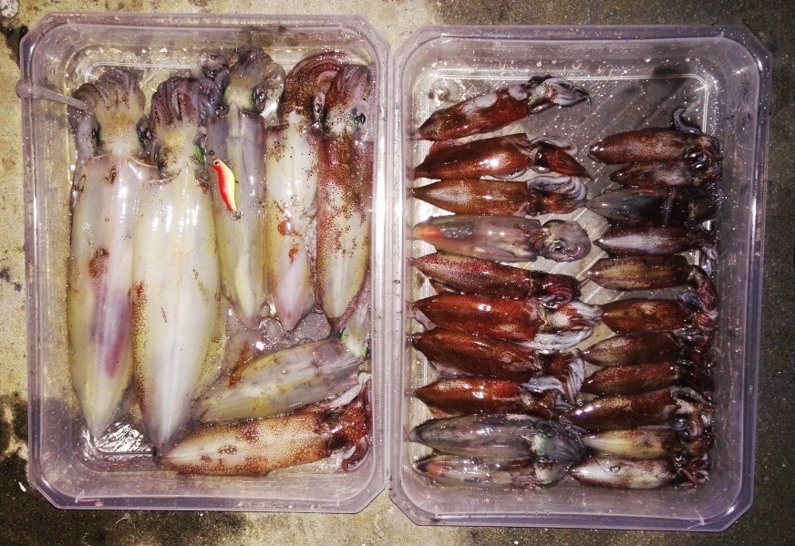 Asturpeskin: El Calamar, descripción y métodos de pesca