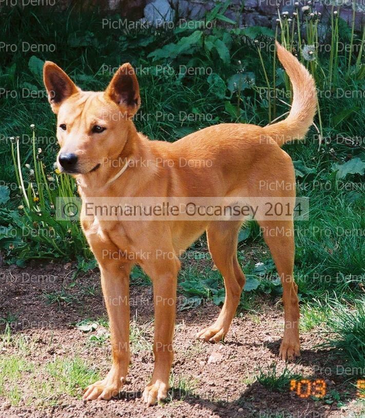 West African Dogs: Achimota, Accra, Ghana