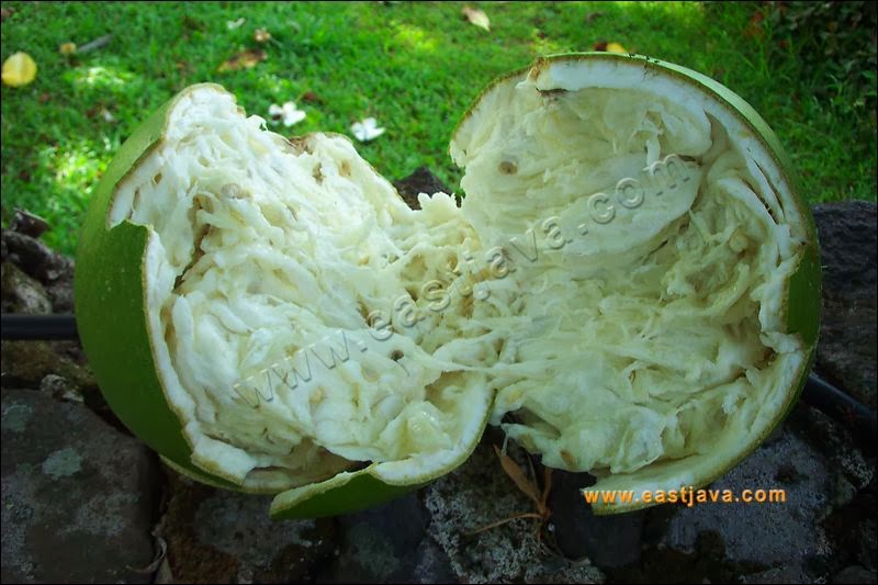 Caraka Purwo Wibisono: Mengenal manfaat dan khasiat buah jeruk maja