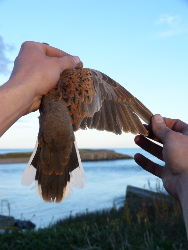 dub-birder: Teenage Mutant Ninja Turtle (Dove)