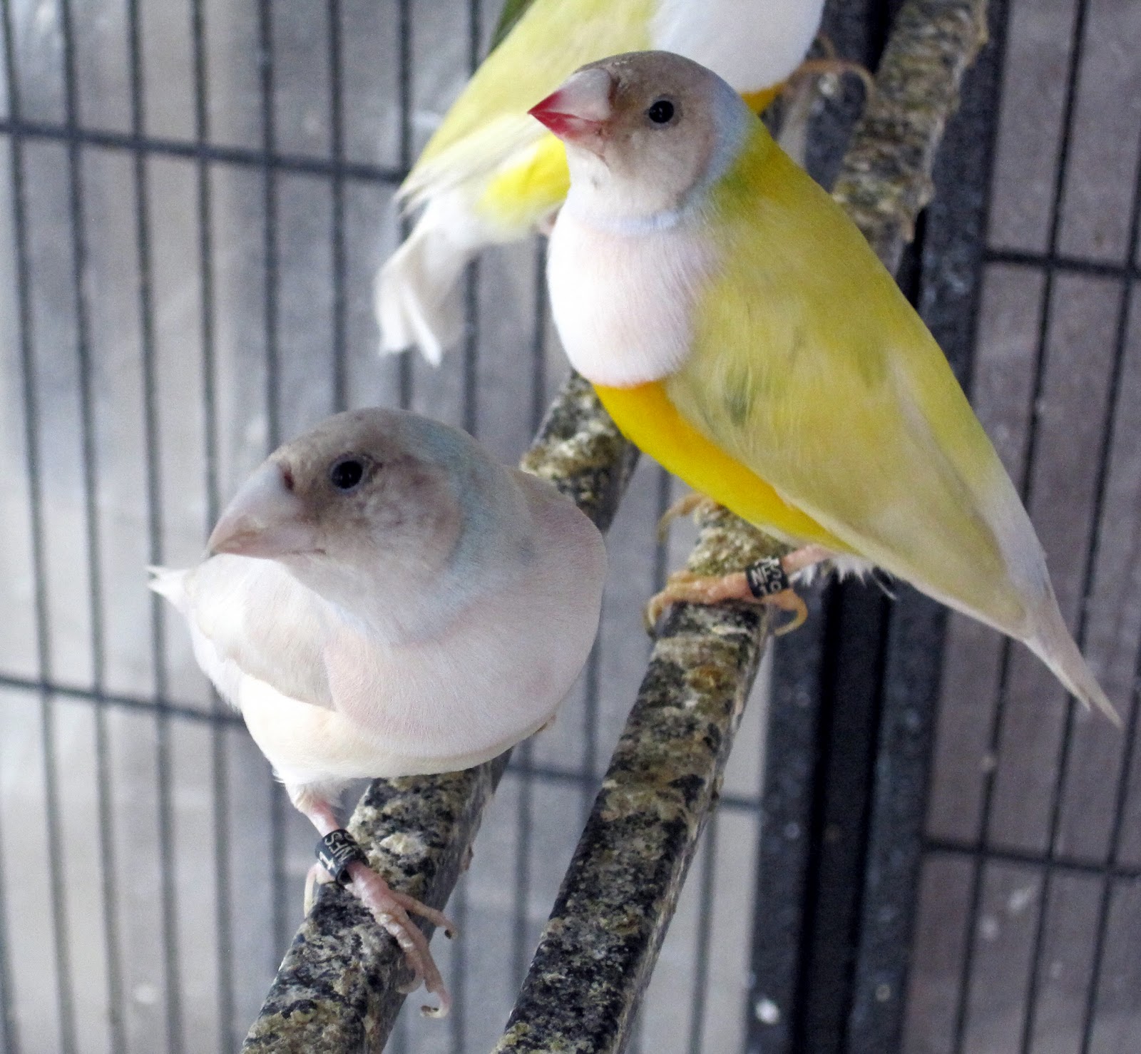 Happy Bird Place Finch and Grasskeet Blog: New baby and bird pictures