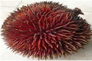 Durian Lahung | Planet Tanaman