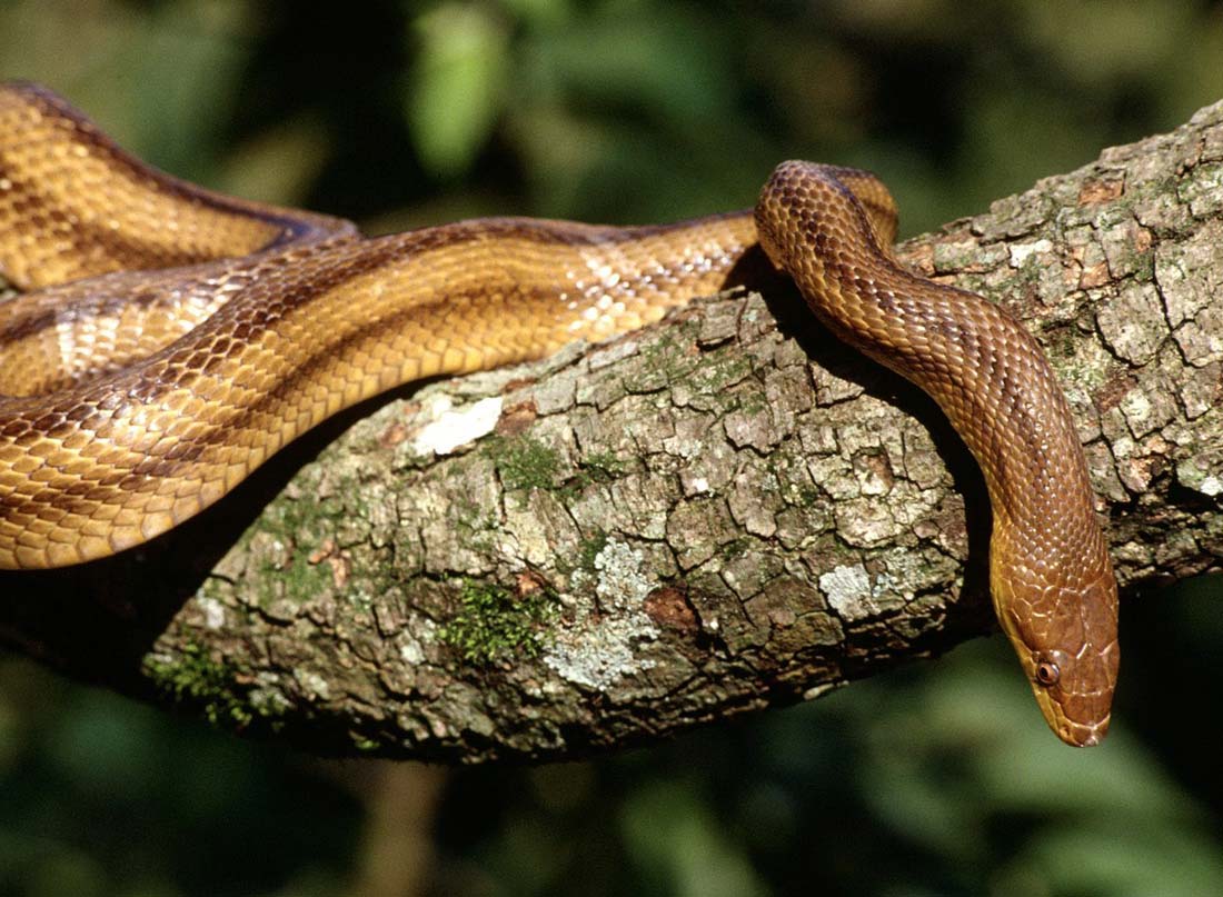Serpente | WORLD ANIMALS