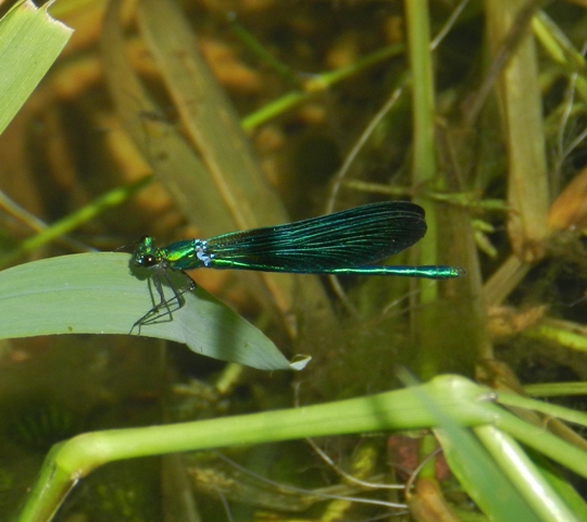 Fauna de Tineo y Salas: Caballito del diablo