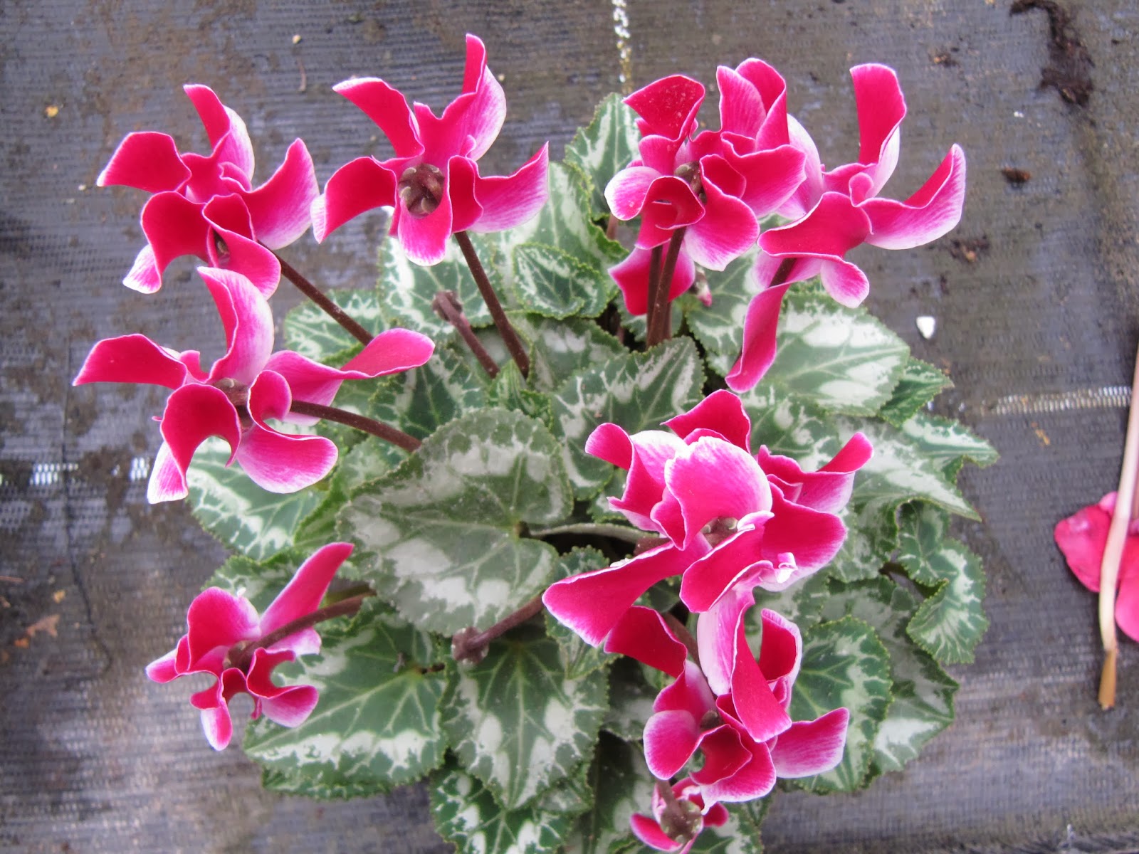 Elmehet a szépek közt - Ciklámen gondozása