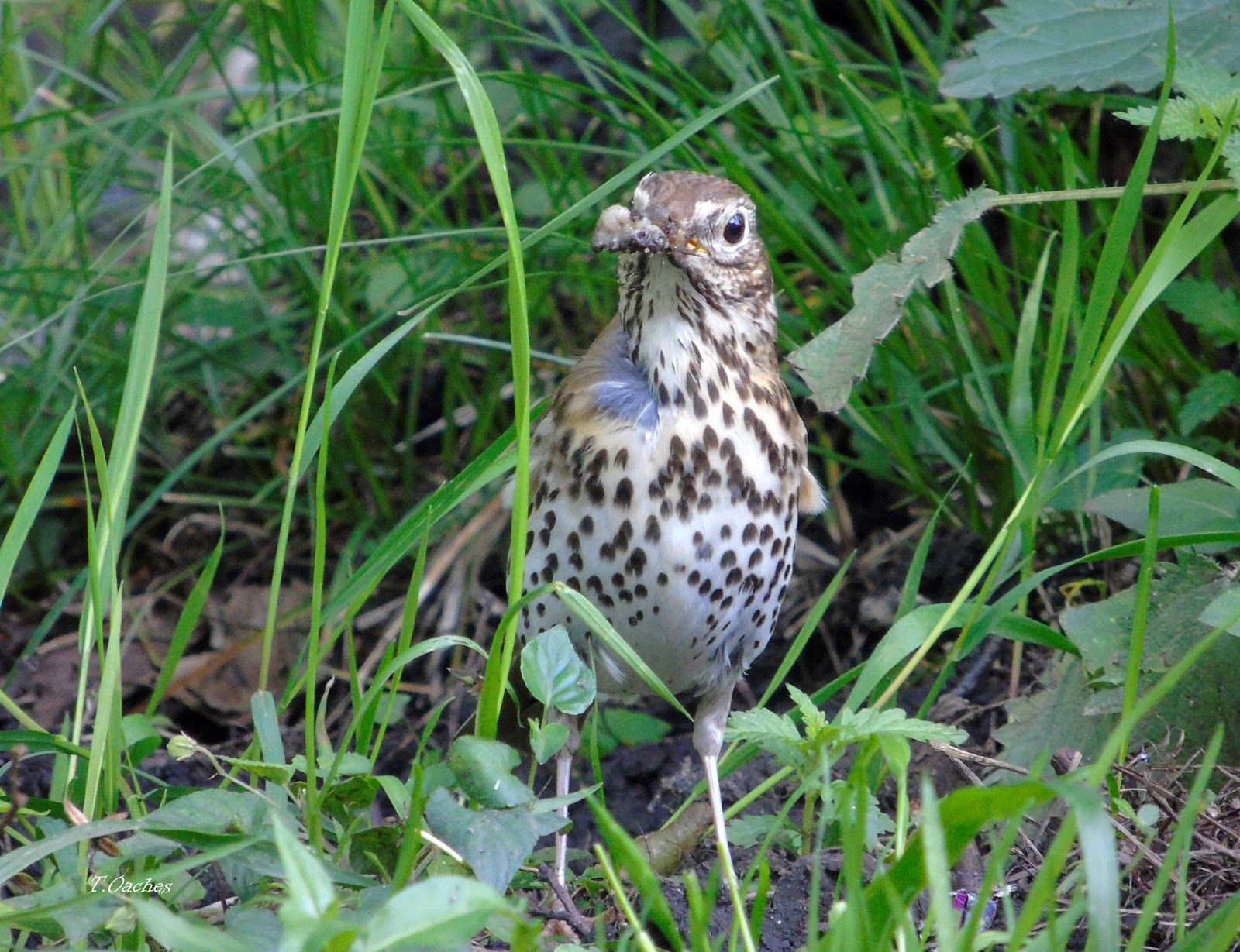PASARI DIN ROMANIA: STURZ CANTATOR, Turdus philomelos