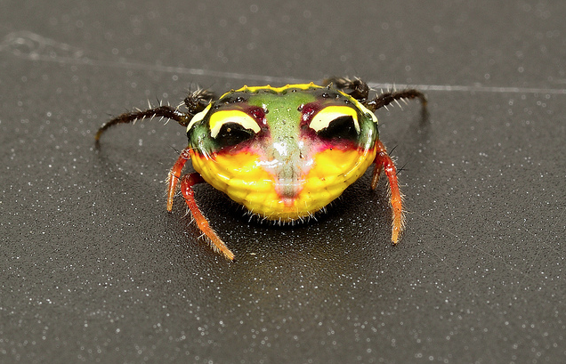 THE LAST VISIBLE DOG: The Two-Spined Spider