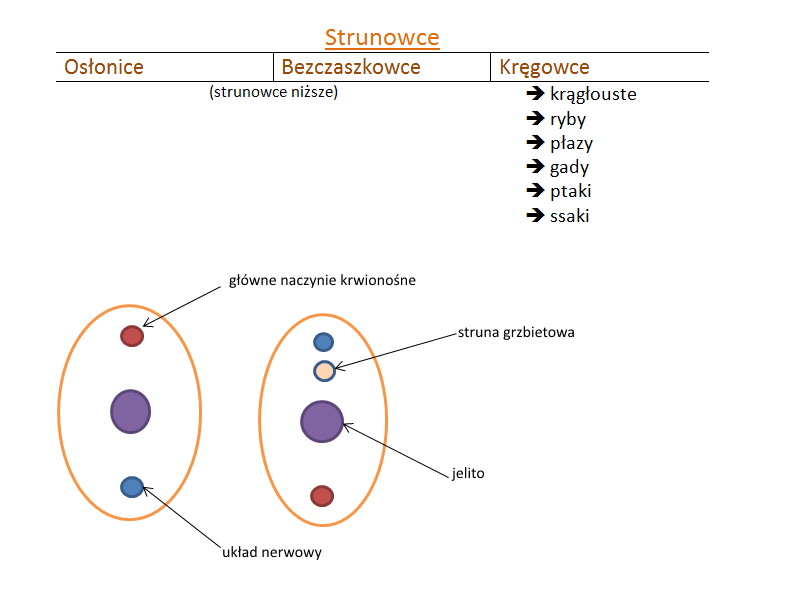 Jestem Biologiem: Strunowce-informacje wstępne