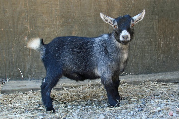 Abstracts from the Goat Farm: Wide World of Pygmy Goats