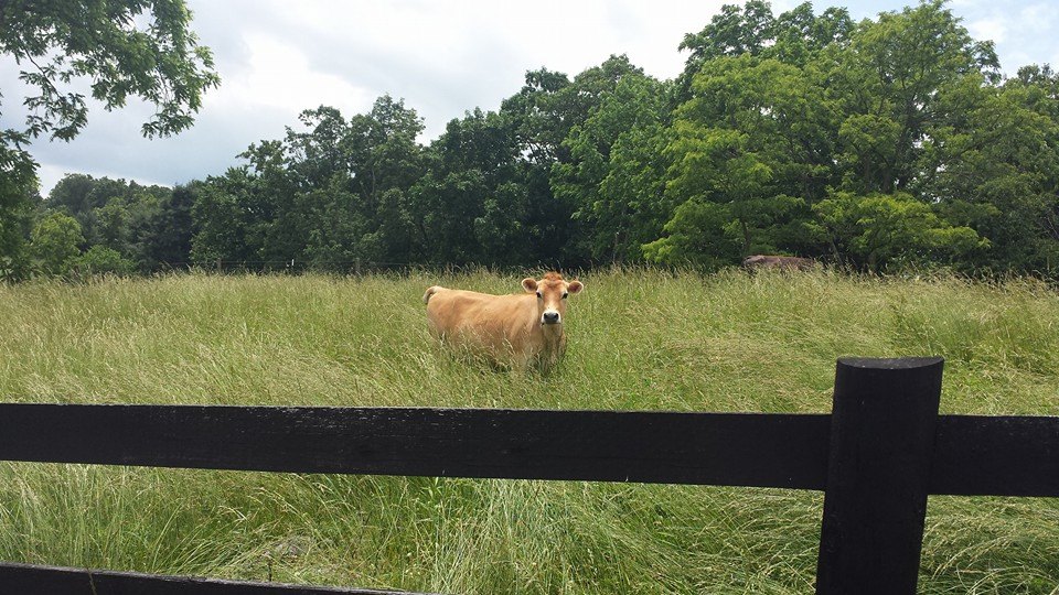 A Couple of Farmers At Maple Lawn Farm: Farm Photos!