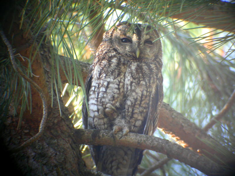 ESTACIÓN BIOLÓGICA DE LOS MONTES DE MÁLAGA: Autillo, lechuza campestre ...