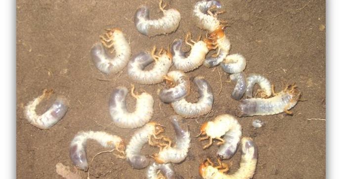 Pengendalian Hama Uret pada Tanaman Tebu ~ Pusat Penelitian Gula