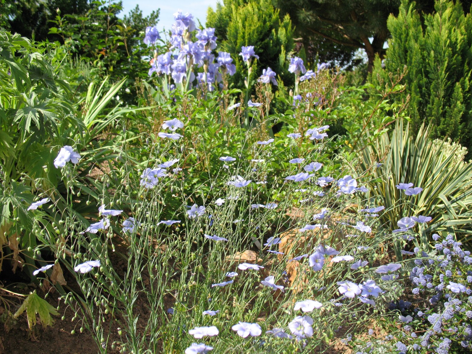 Roses du jardin Chêneland: Lin vivace bleu