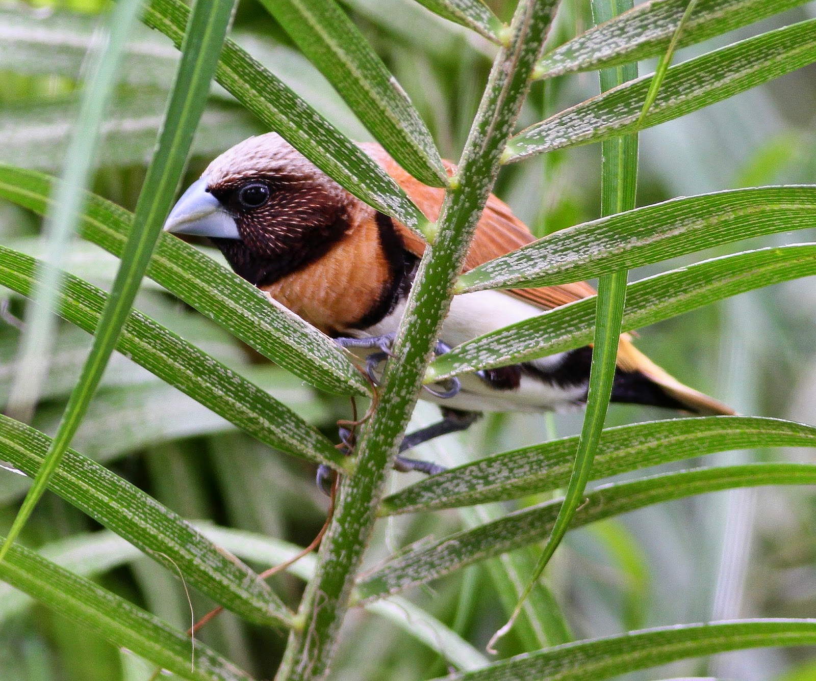 Birding Poole Harbour & Beyond: 3 Nov 14 - More Introduced Birds In Tahiti
