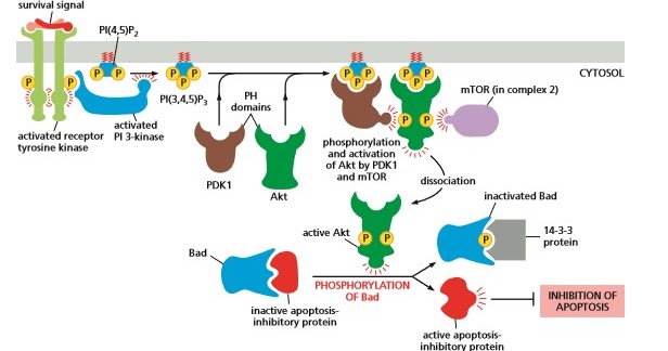 Bits and Bytes of Biology: The PI-3-Kinase –Akt Signaling Pathway