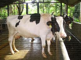 Budidaya Sapi Perah - Beat Book