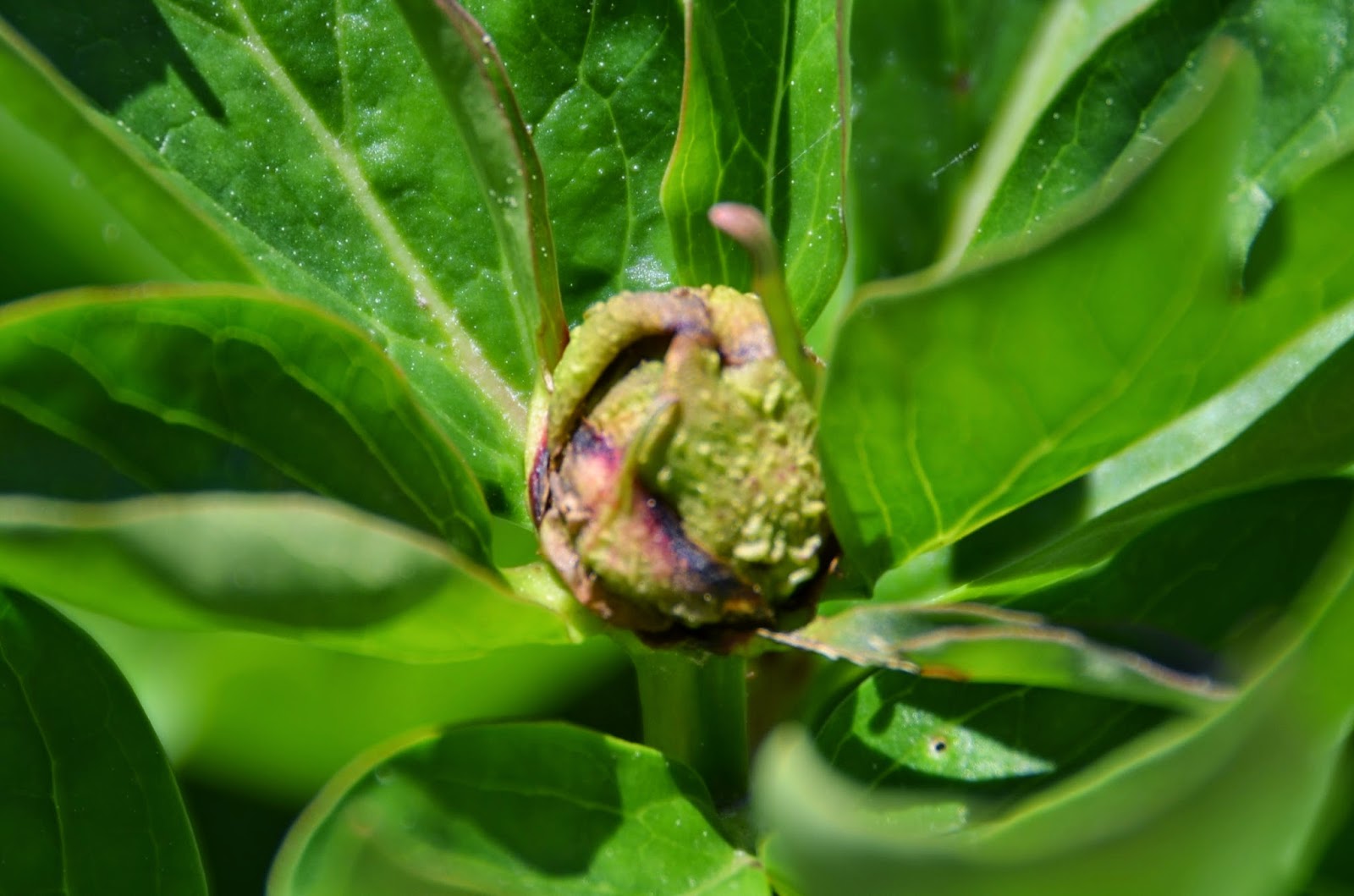 Southern Peony: 2015 Early Peonies Suffered Frozen Bud Blast