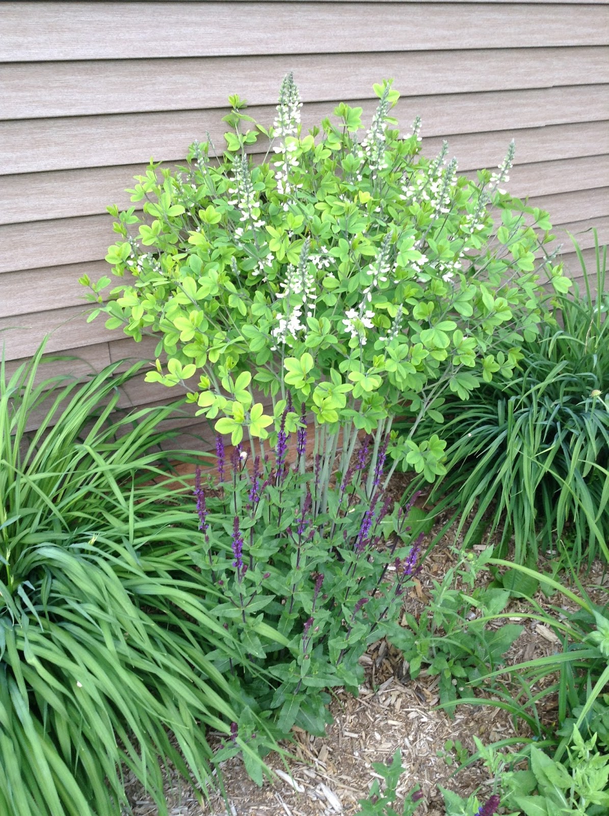 Confessions Of A Plant Geek: Baptisia - False Indigo