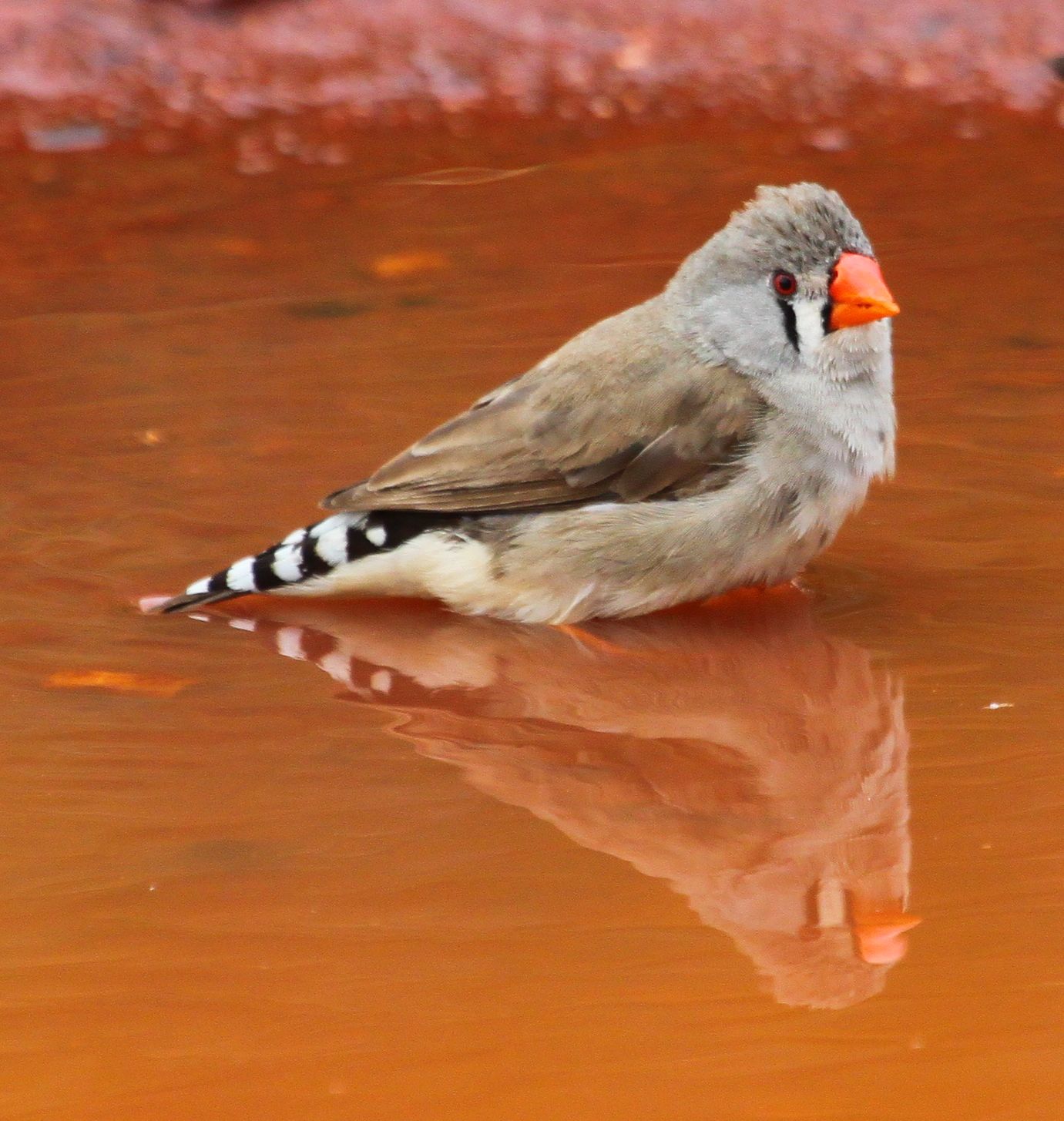 Richard Waring's Birds of Australia: Wild Zebra Finch Bath Time ...