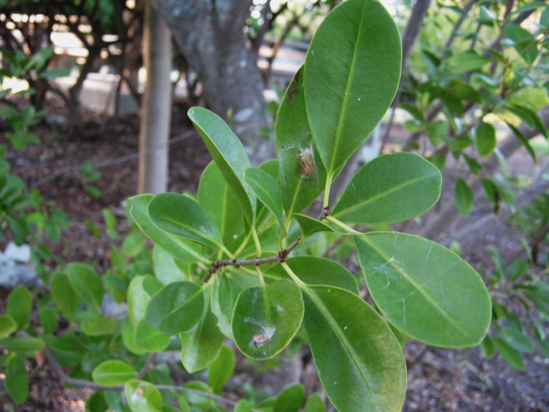 Future Plants by Randy Stewart: Plant Tours1 - Deerfield Beach ...