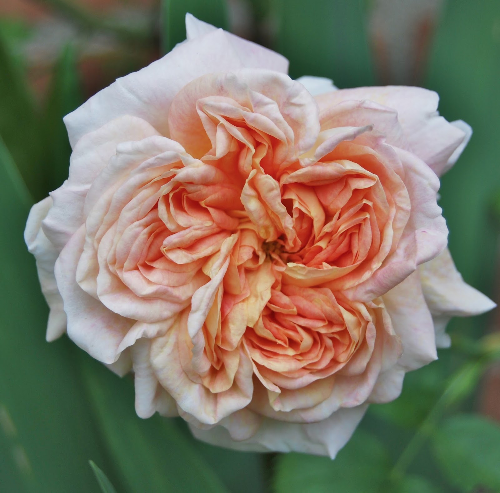 Rosen Eventyret: Alchymist