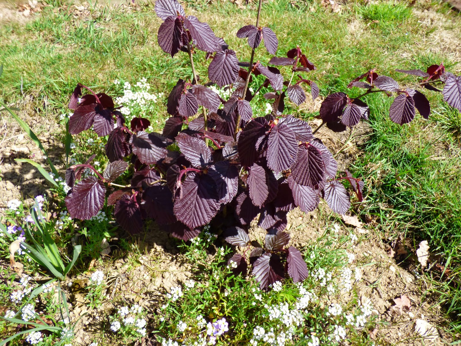 A Quiet Life in Suffolk: Small But Perfectly Formed, Colour all around ...
