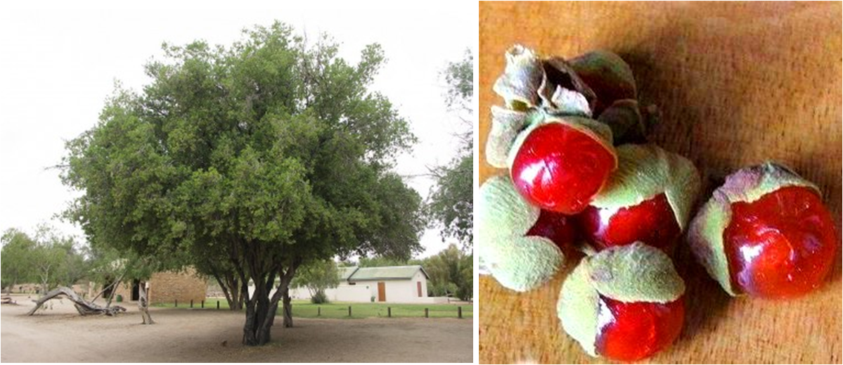 In en om die huis: Pappea Capensis also known as the Jacket-plum
