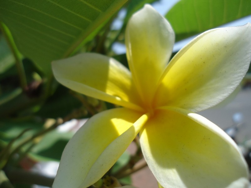 Kata Romantis Bunga Kamboja Putih - Rumah Daun Muda