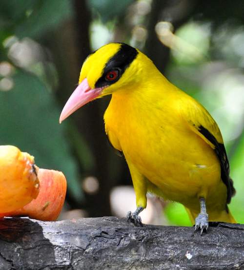 Black-naped oriole images | Birds of India | Bird World