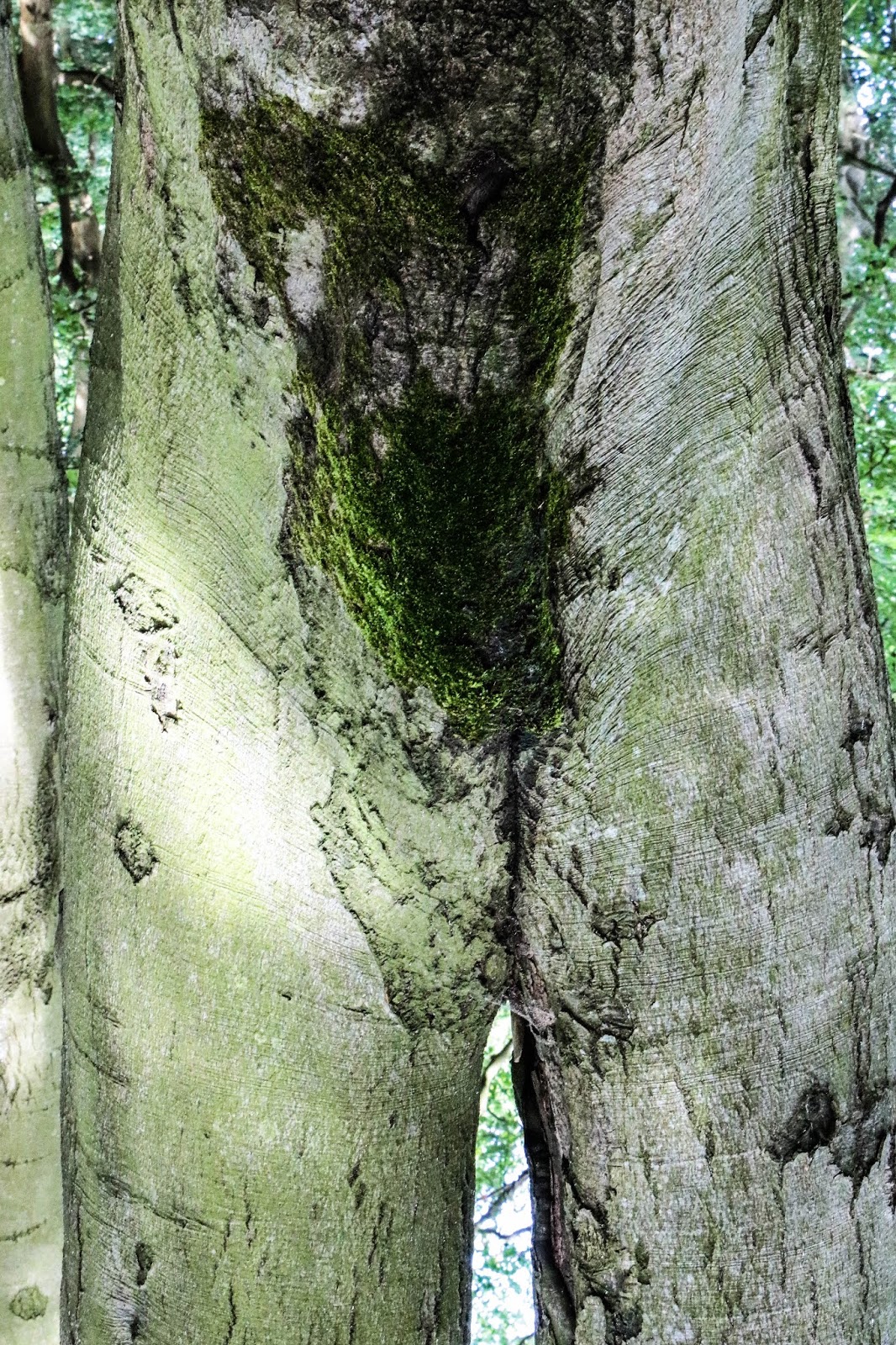 Dungeon Wood Trees Simple dungeon-wood-trees-simple
