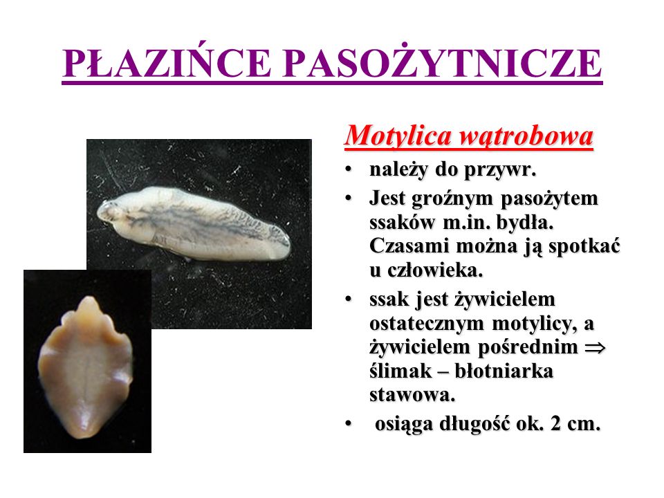 Mitoslavia: Znaczenie zwierząt w przyrodzie i gospodarce człowieka