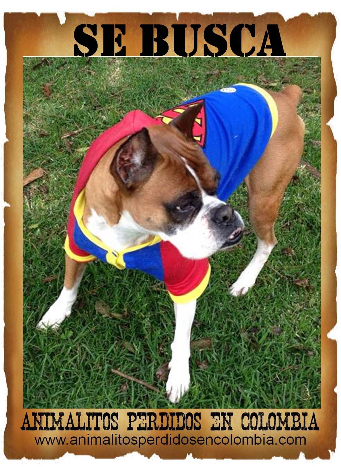 Animalitos Perdidos en Colombia: PERDIDO BOGOTÁ- PERRO BOXER CAFÉ ...