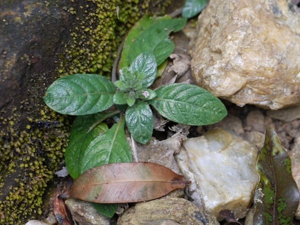 3 Manfaat Daun Reundeu Untuk Kesehatan Yang Luar Biasa