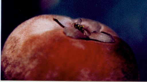 Living with Nature - School on Blog by Dr. Abercio V. Rotor: Let's ...