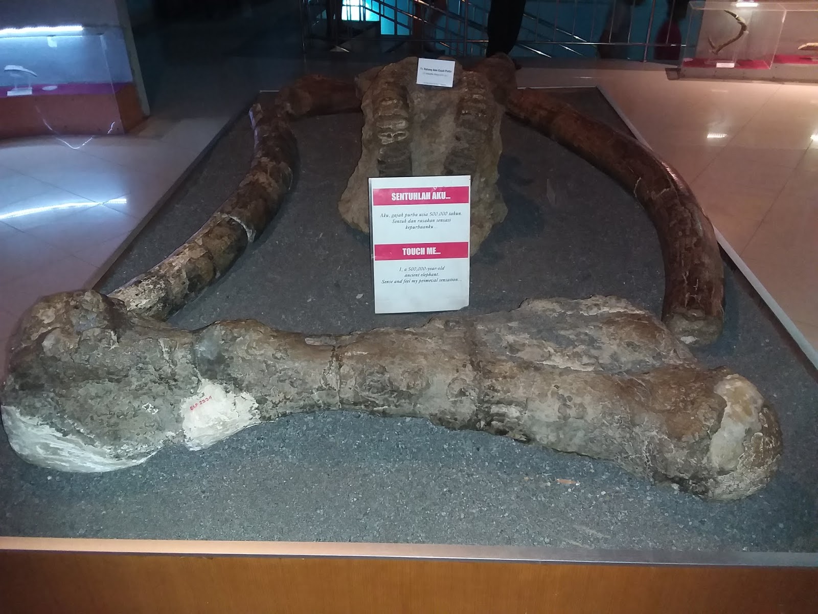 Sangiran Museum the World Heritage Site