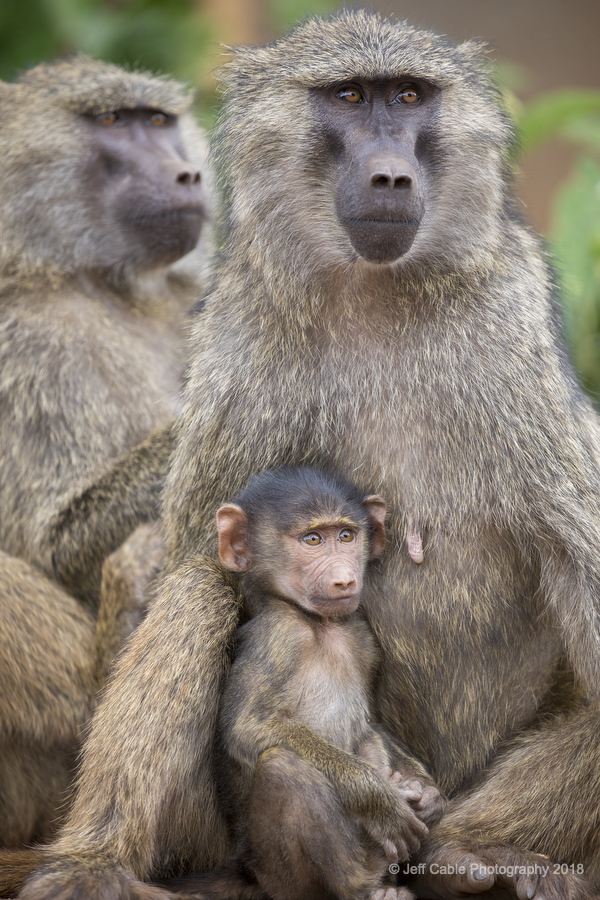 Jeff Cable's Blog: The monkeys and baboons of Tanzania, Africa