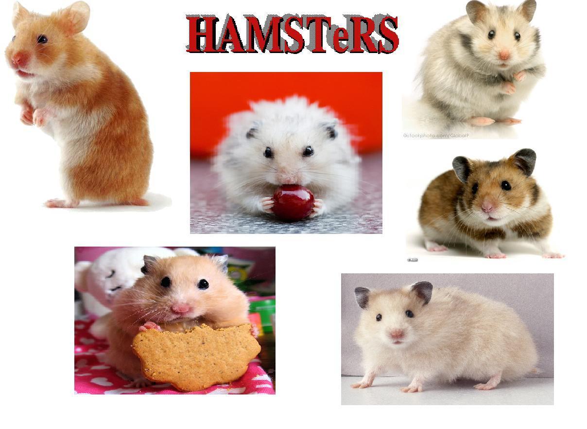 Hamster Fashion Style | Okay Wallpaper