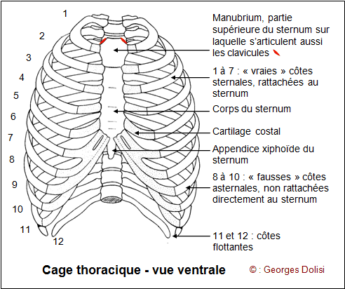 LES 3 TYPES D 'OS Colonne vertébrale et cage thoracique Les
