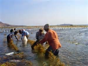 Penyuluh Perikanan Kabupaten Bangka Selatan: Panen dan Pasca Panen ...