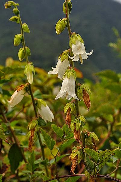 W dal i wstecz: Góry - Gruzja i Armenia 2