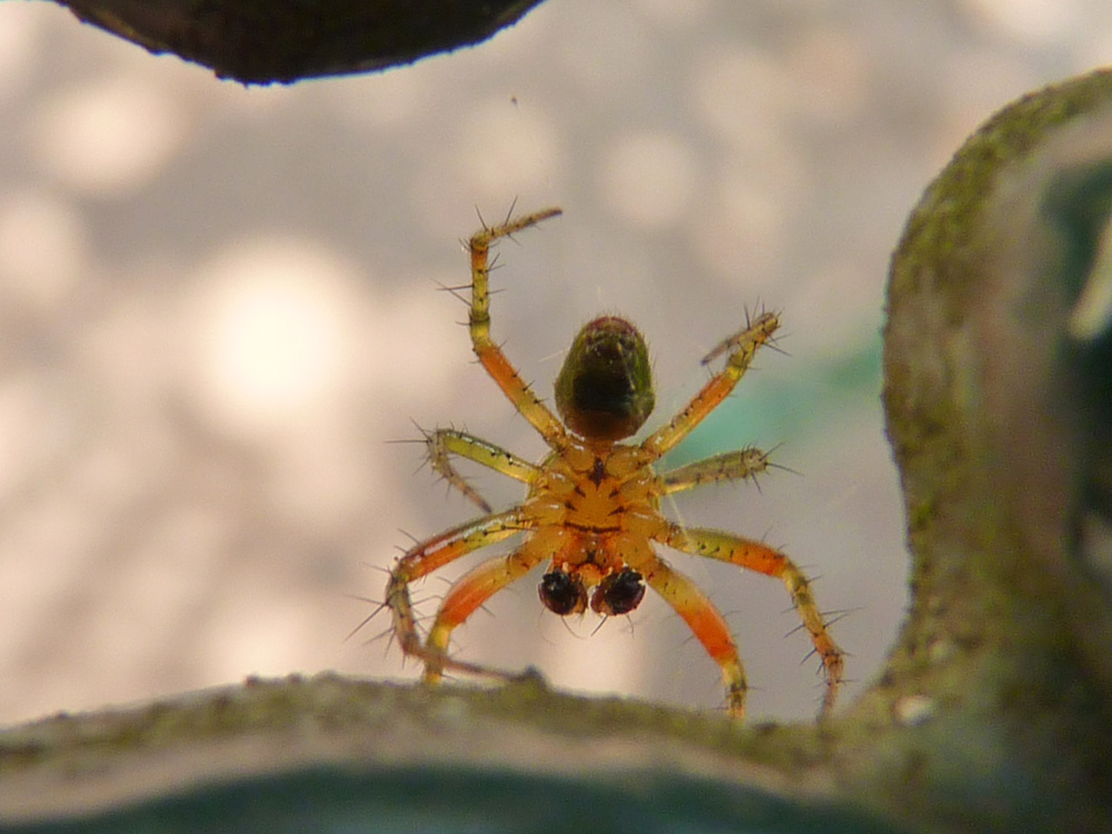 Middle of Nowhere: Little green spider