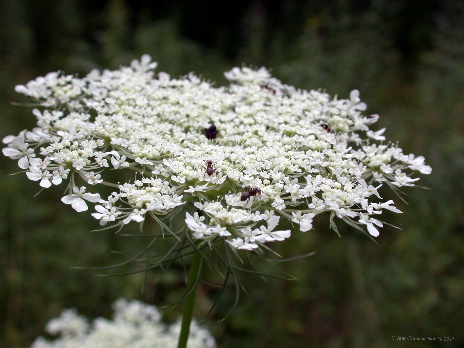 Carnet naturaliste: Carotte sauvage, Daucus carota, Wild Carrot
