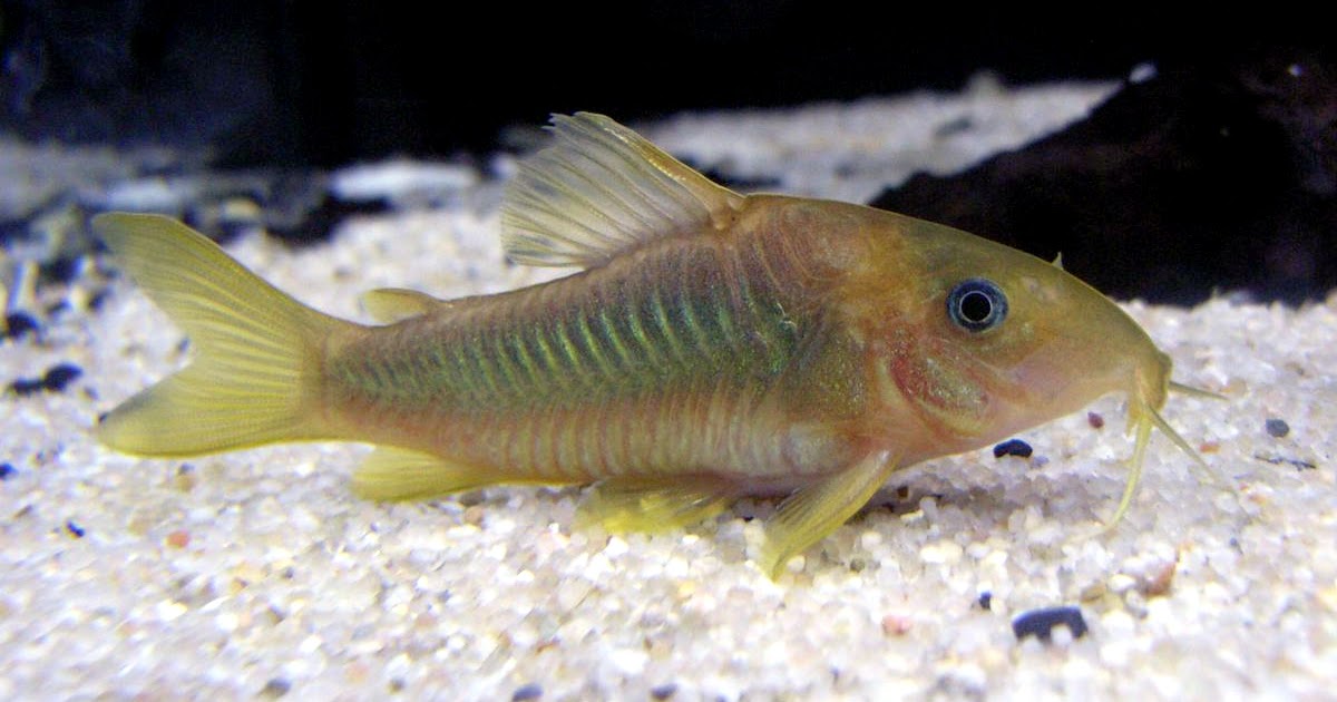 Types of Cory Catfish and Fish Feed - fish-hobbyist