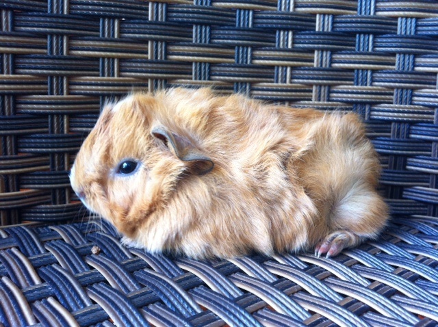 littlefurryones: Sheeba Mini Yak babies - ADOPTED