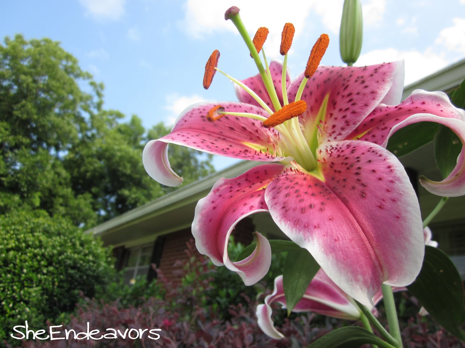 She Endeavors: Stargazers, Catch Up & Hallway!