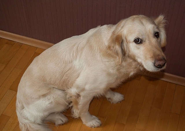 [MUY IMPORTANTE] Aprende como detectar dolor en los perros - Seamos Mas ...